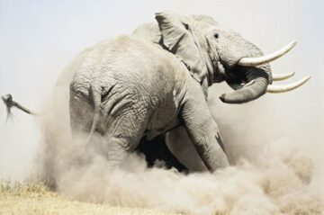 Opération survie pour les éléphants ivoiriens | VL Média