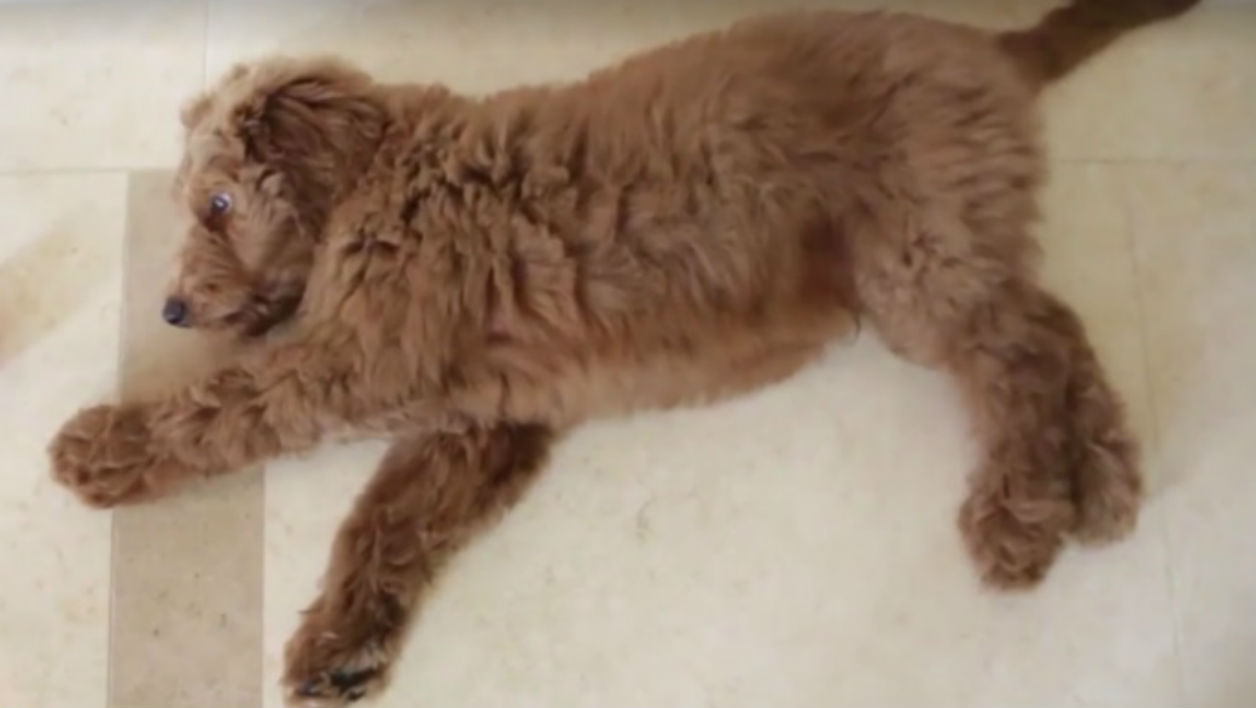 Patton sera-t-il le futur first dog de la Maison Blanche