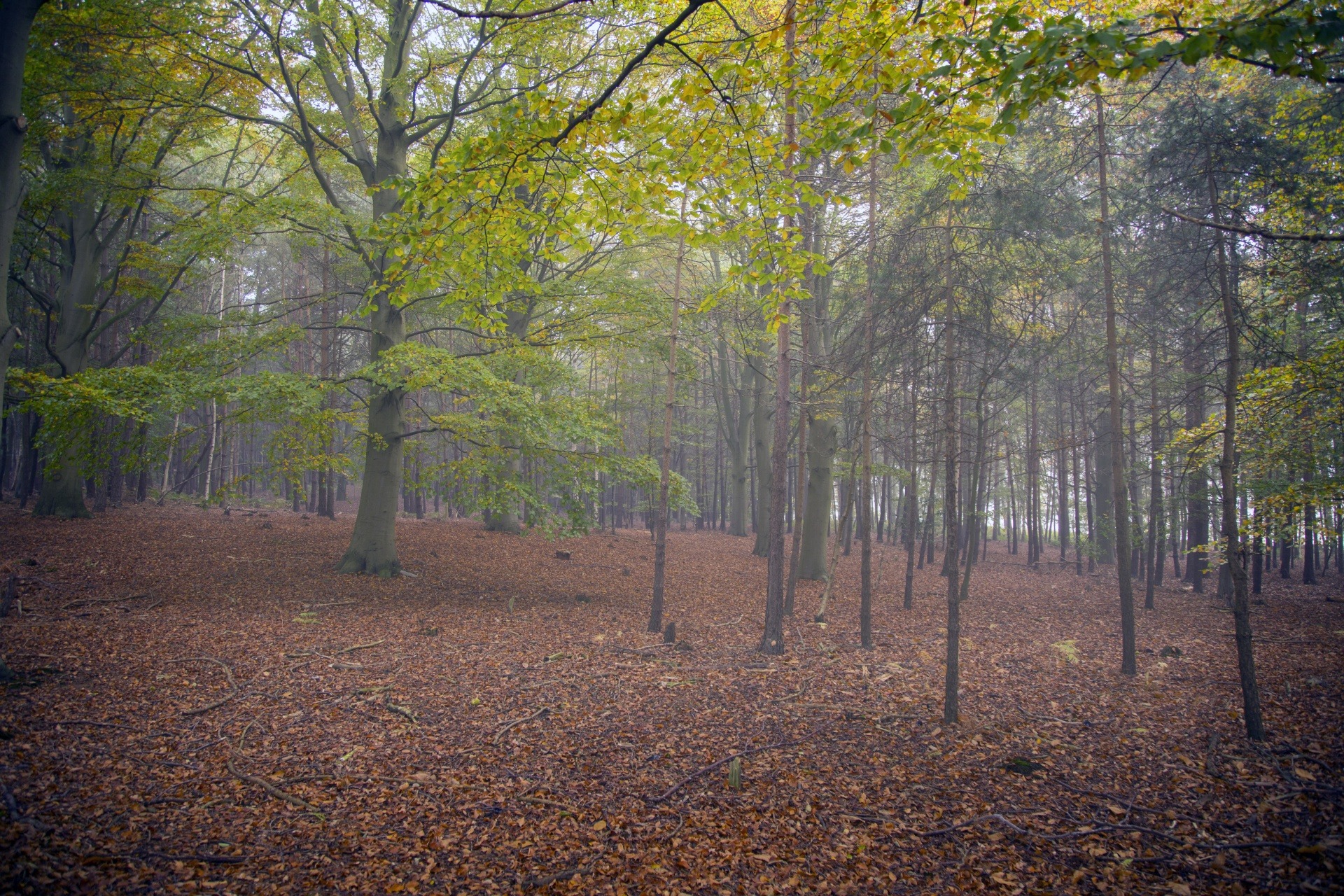 5 forêts aux légendes mystérieuses et effrayantes | VL Média