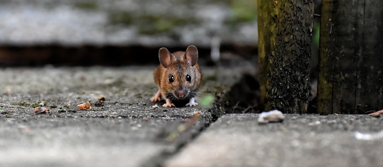 Australie : le pays face à une invasion de souris | VL Média