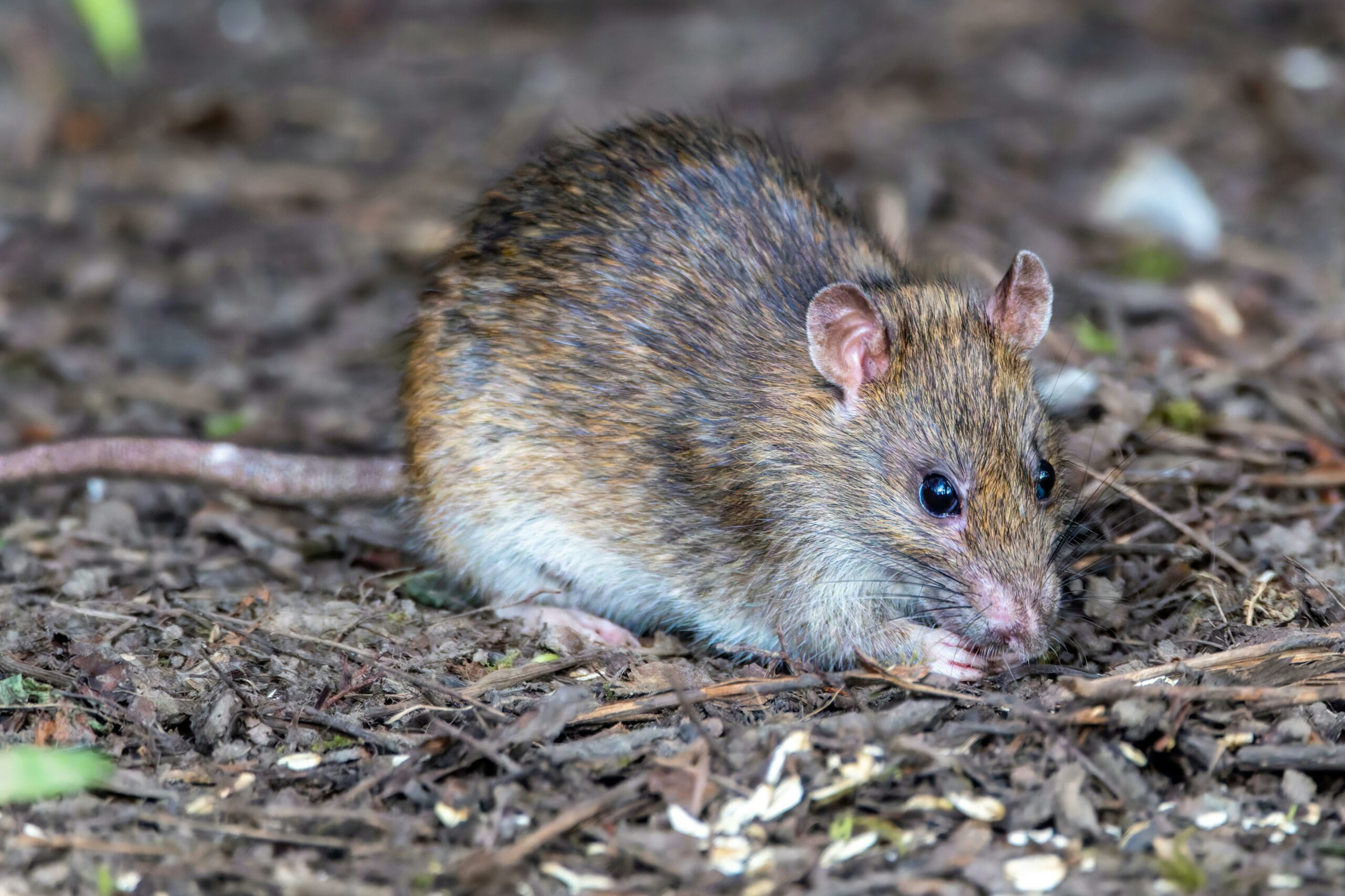 Hantavirus Faut Il Vraiment Craindre Une Nouvelle Pandémie